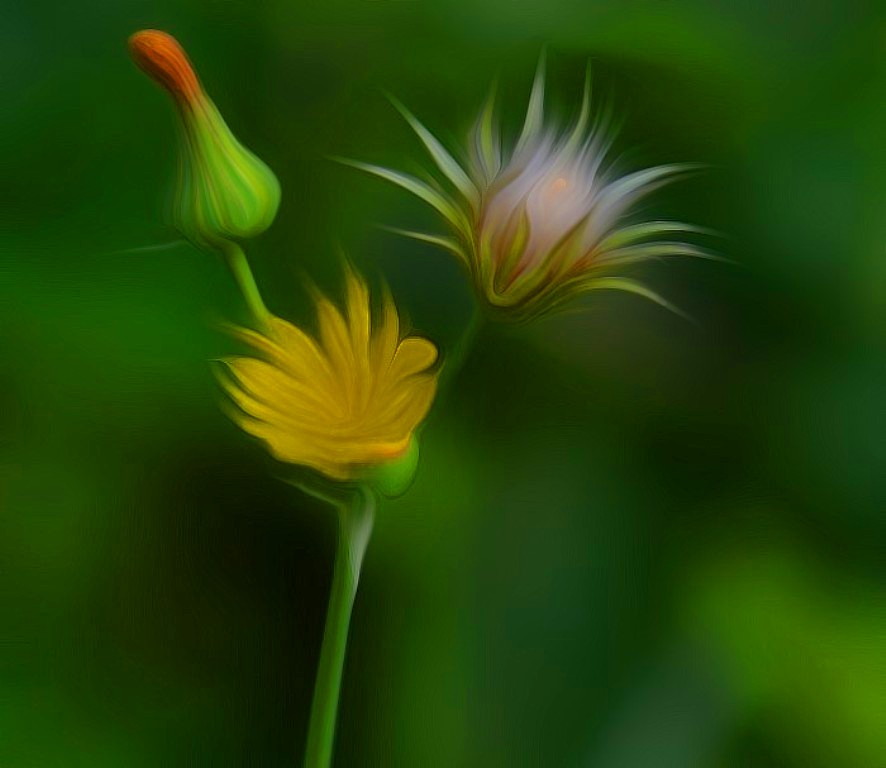 ps-pictureshop: Blumen, flores, Flower, fleurs, květiny, Flores