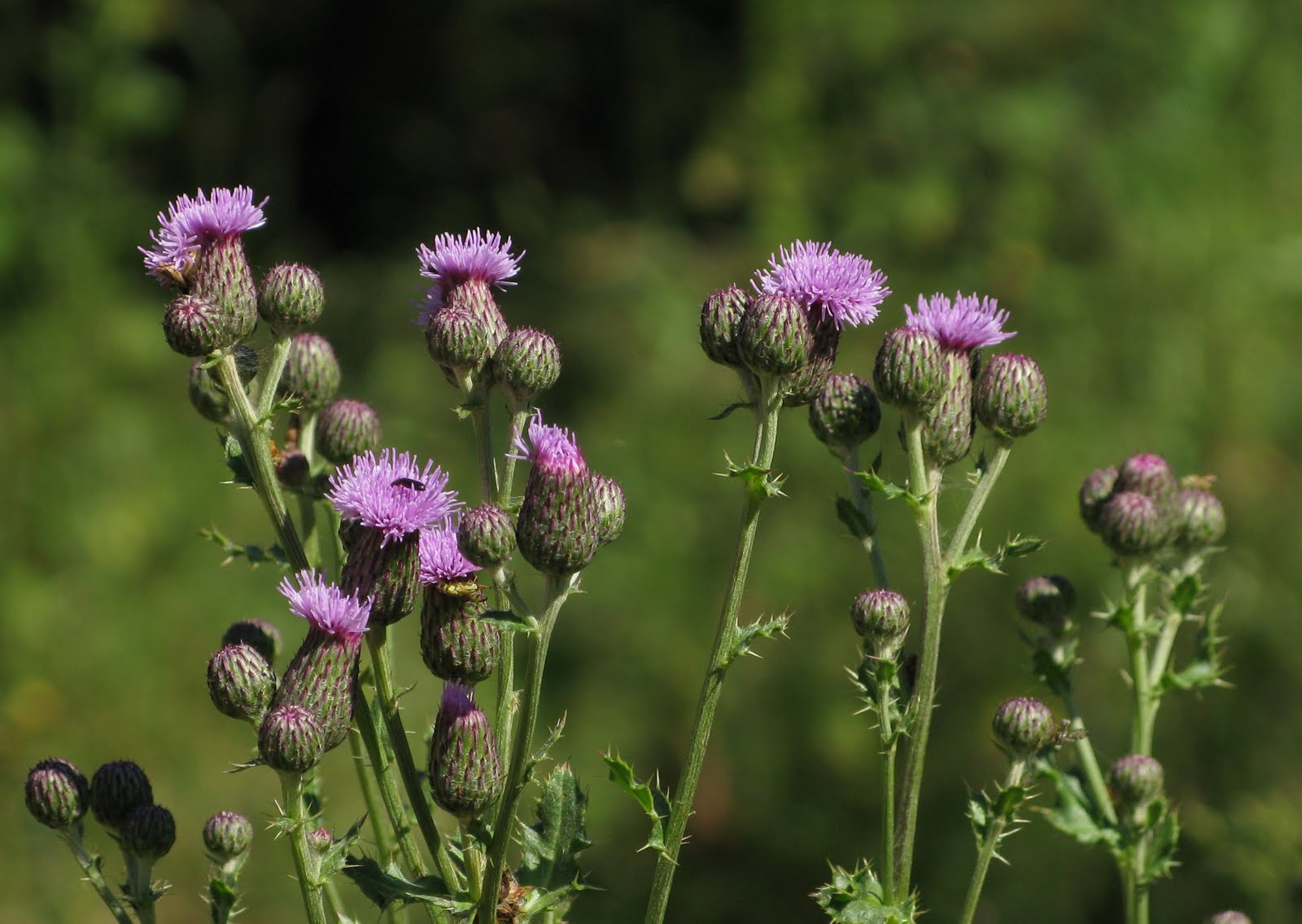 Flores y Palabras: Un paseo sobre los cardos