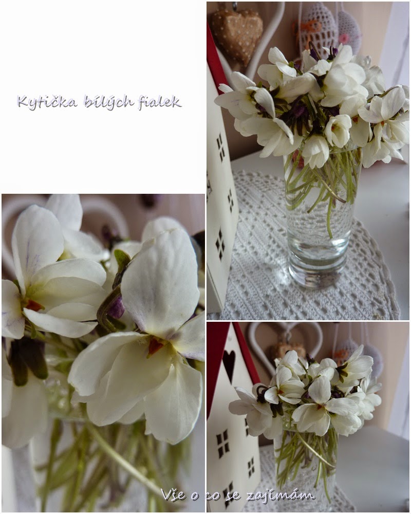 Vše o co se zajímám: Violka vonná-bílá fialka