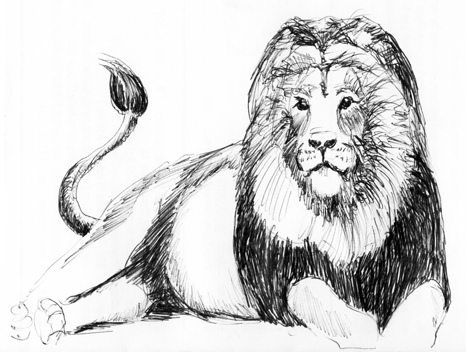 Mewarnai Gambar Singa - Mewarnai Gambar