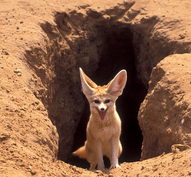 The Beauty Of Fennec Fox