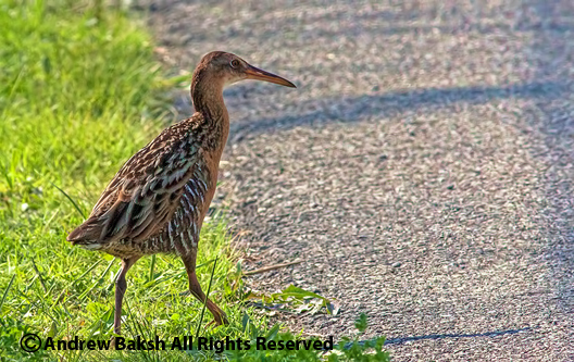 Birding Dude: Photo Study of Clapper Rail and King Rail...