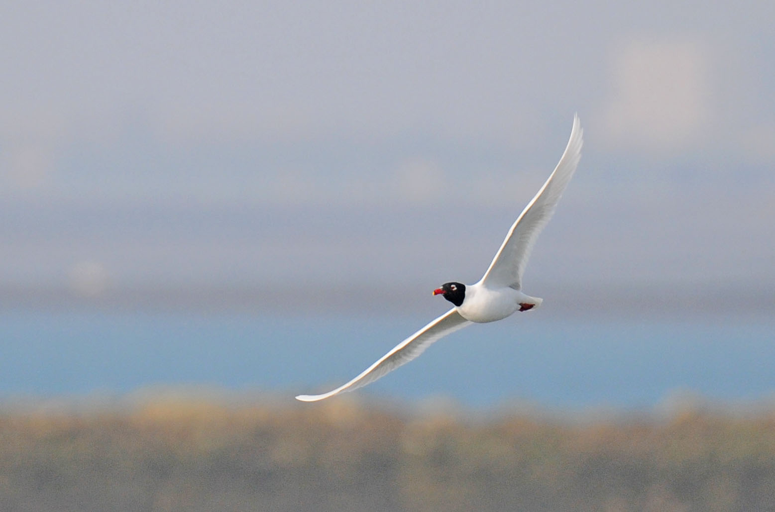 Bill's Birding: Mediterranean Gulls