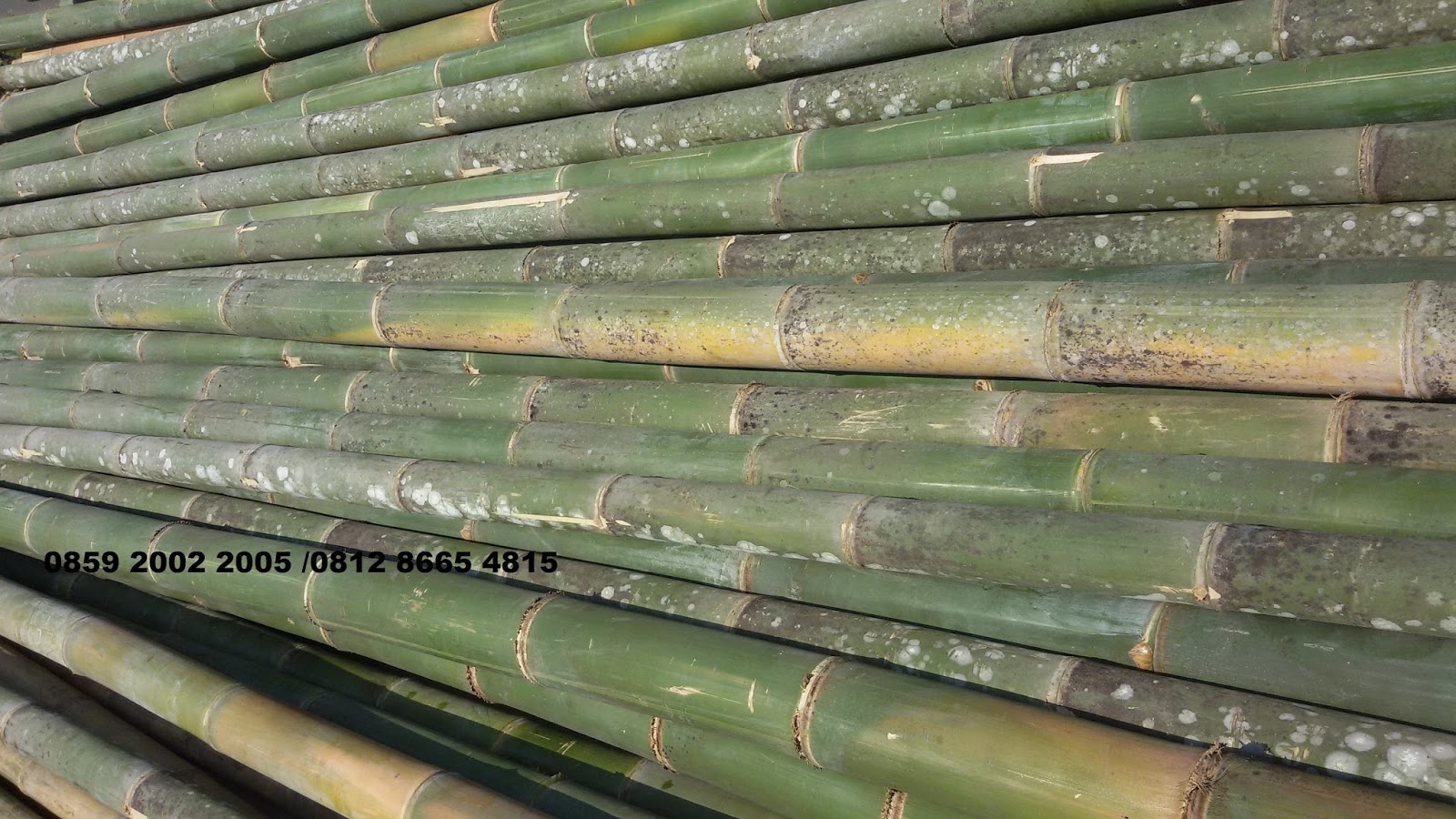 jual bambu murah Rp.12.000 Hp 08111233393, 081286654815,08111266665 ...