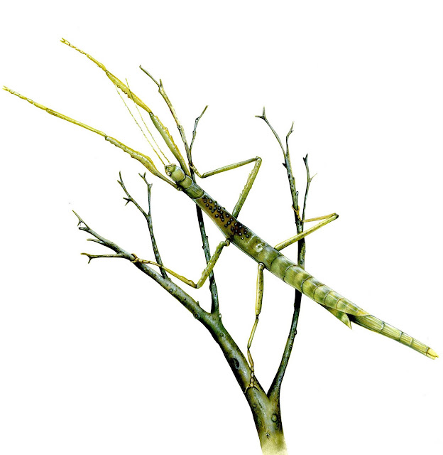 Amazing Stick Insect - Giant Stick Bug Facts, Photos, Information ...