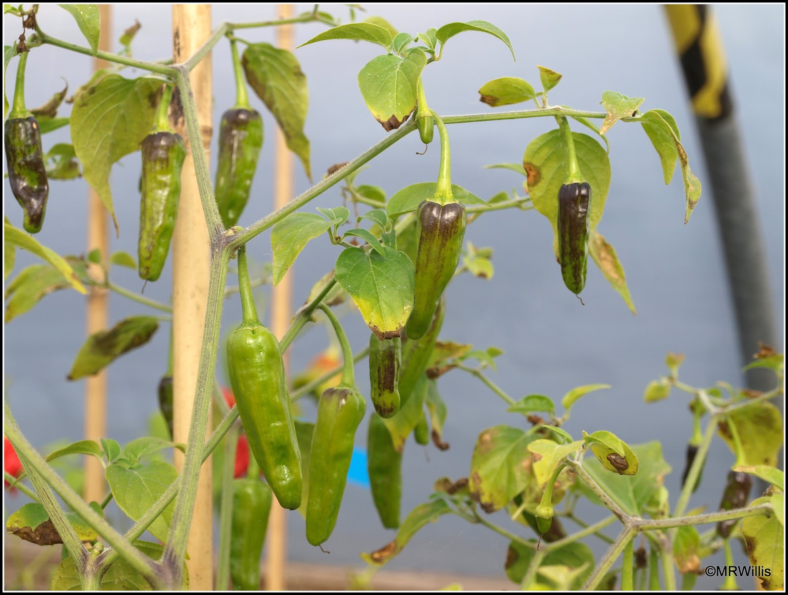 Mark's Veg Plot: For the love of chillis...