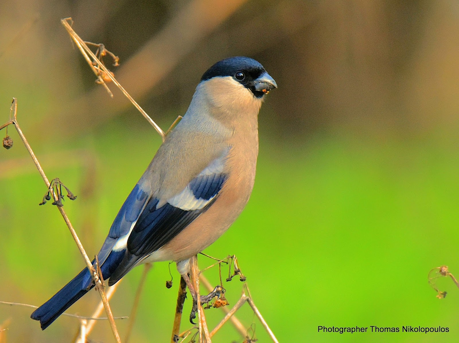 Thomas Nikolopoulos - Wildlife : Πύρρουλας (Pyrrhula Pyrrhula)