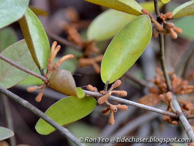tHE tiDE cHAsER: Mistletoes of Singapore