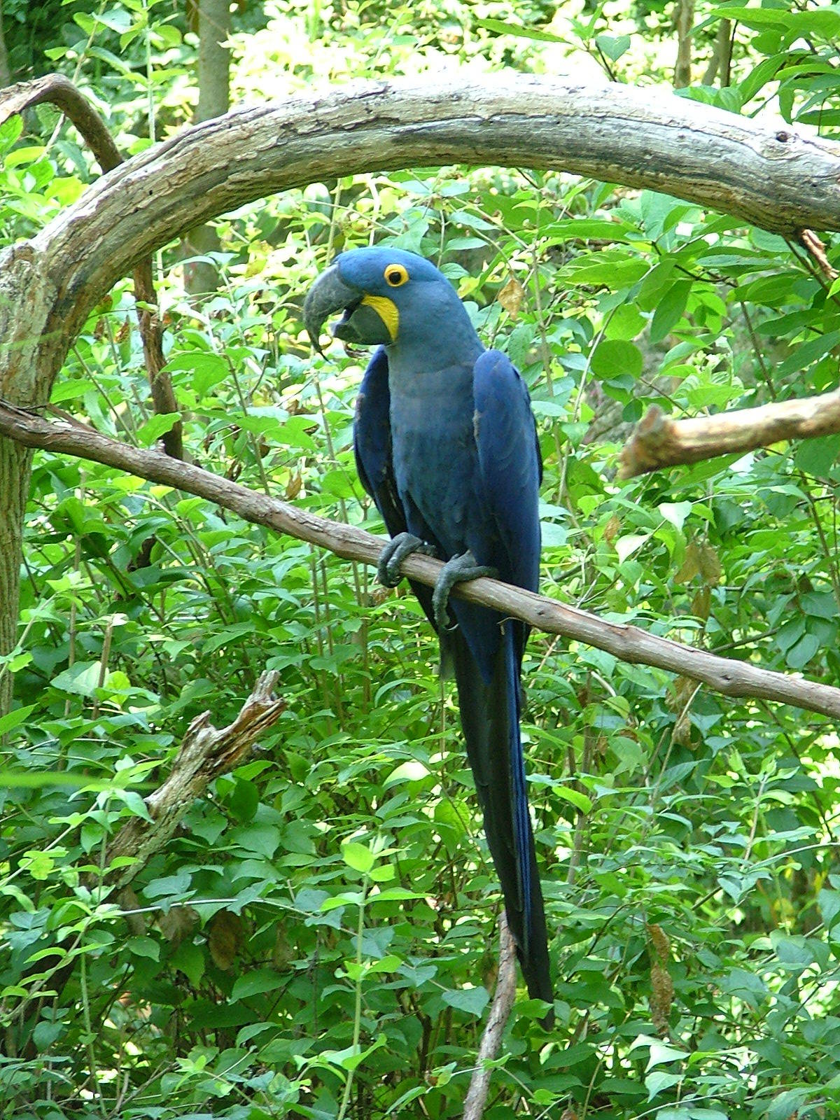 CUTE WILDLIFE: Hyacinth Macaw