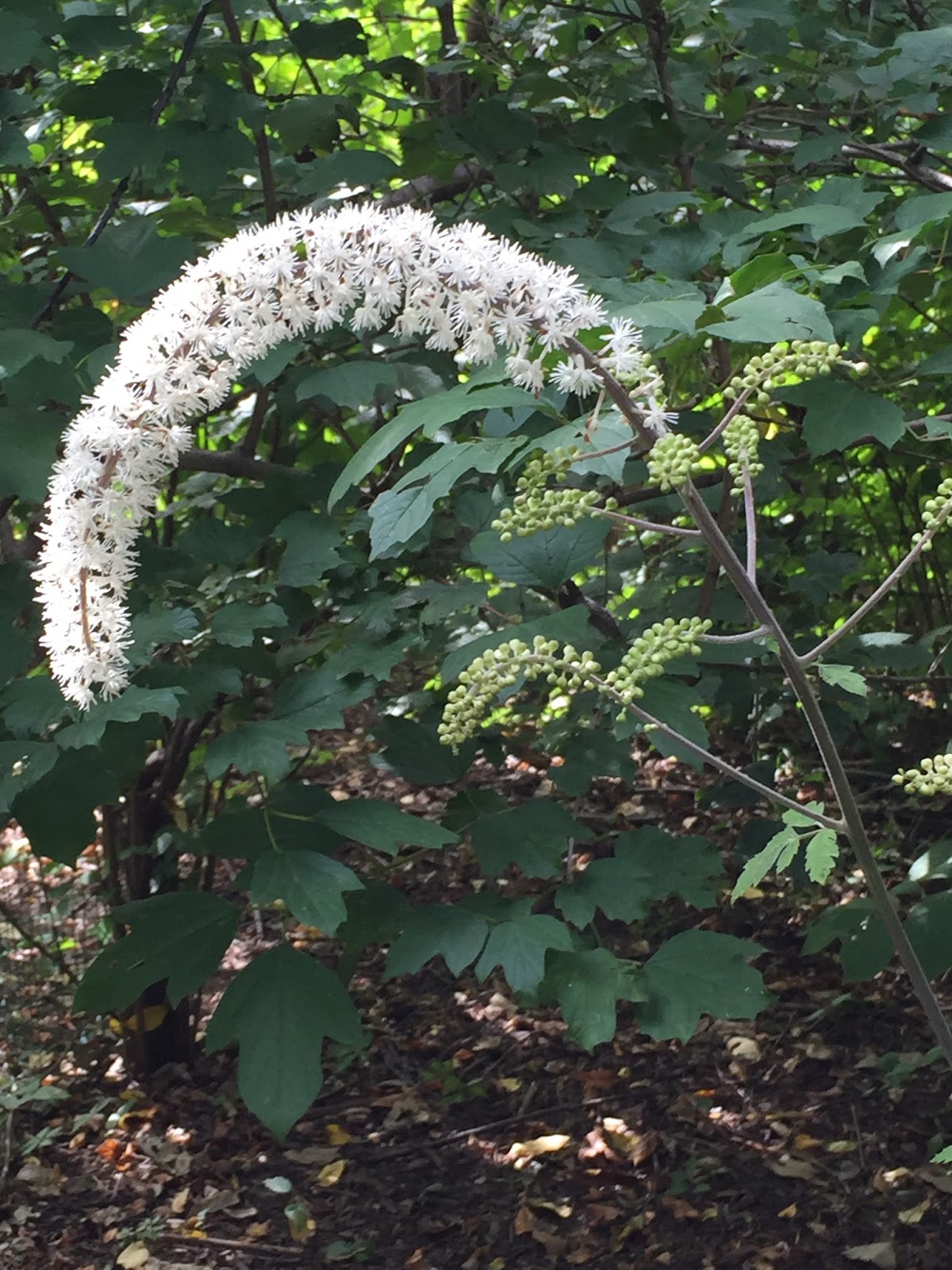 The Phytophactor: Friday Fabulous Flower - Black snake root