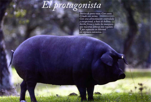 Diazal Asesores: 29/5/11 - 5/6/11