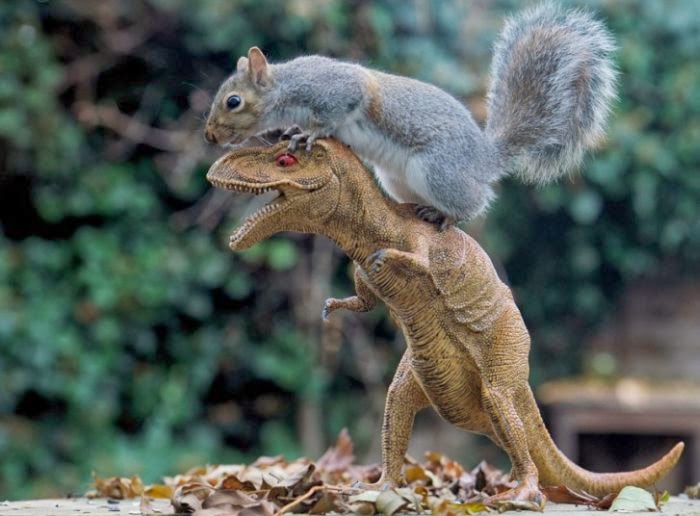 Funny animals of the week - 21 March 2014 (40 pics) | Amazing Creatures