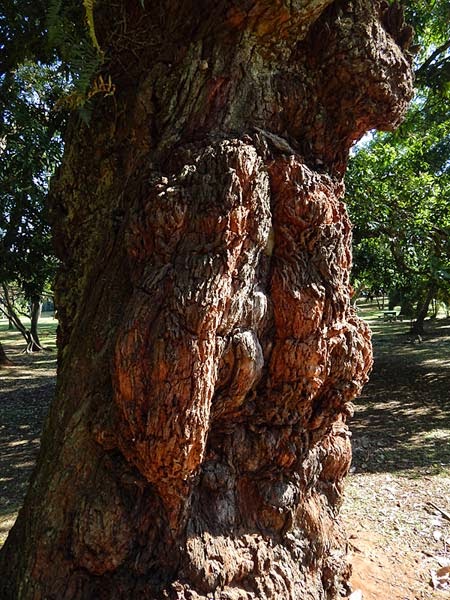lost in Mato Grosso: "Gargoyle" in the tree - São Paulo, Brazil
