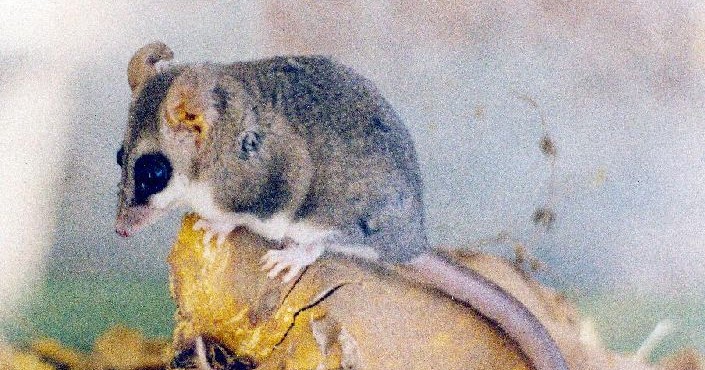 Argentina nativa: Marmosa elegante (Marmosa elegans)*