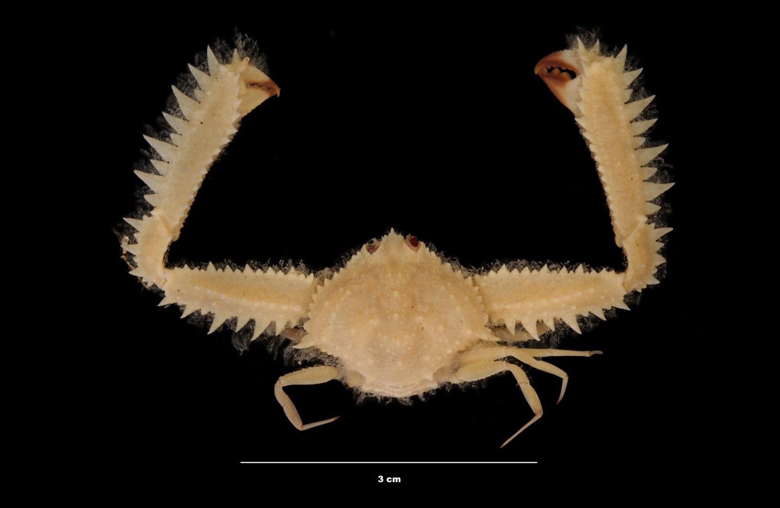 Real Monstrosities: Elbow Crab
