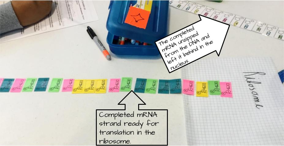 Dna Transcription Model