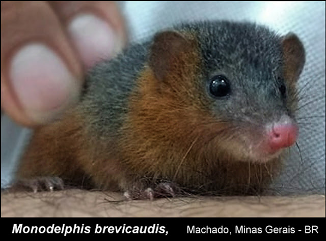 ARCANO Nelson Gomes - MAMMALIA...incluindo Monodelphis: The Third ...