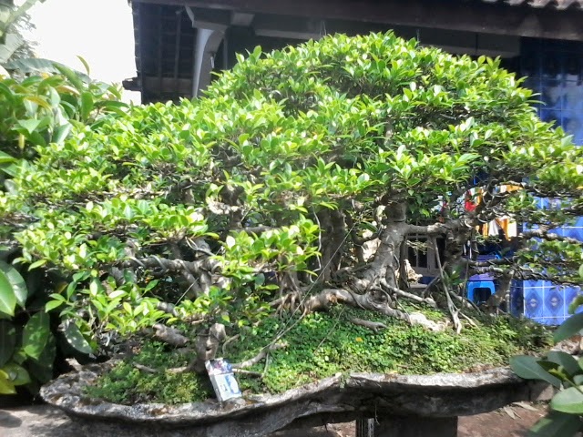pohon serut ~ Arya Flower Landscape