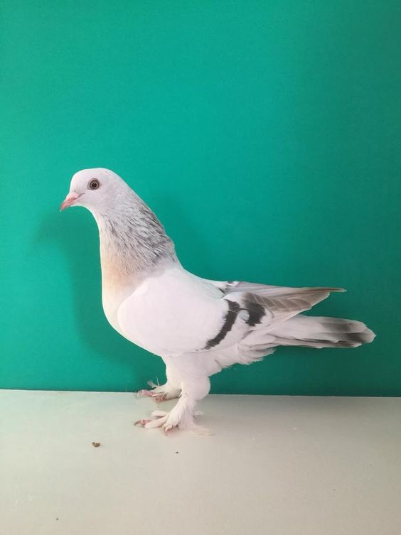 Top 5 High Flying Pigeon's Breeds