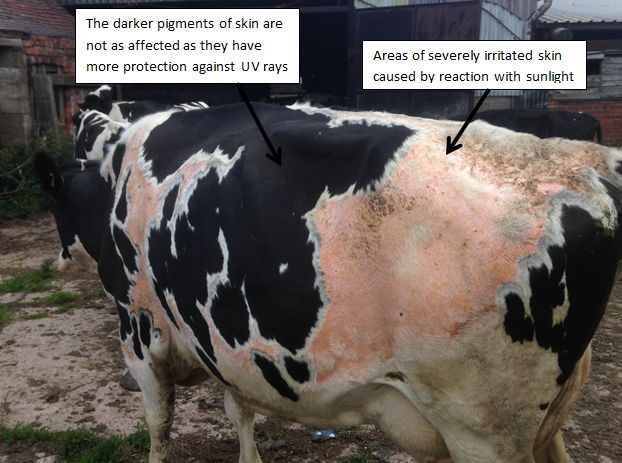 A Severe Case of Photosensitisation - Vet in Training