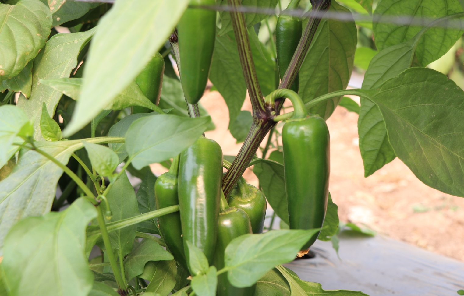PRODUCTORES DE CHILE DE AGUASCALIENTES TRABAJAN EN LA COSECHA DE ESTA ...