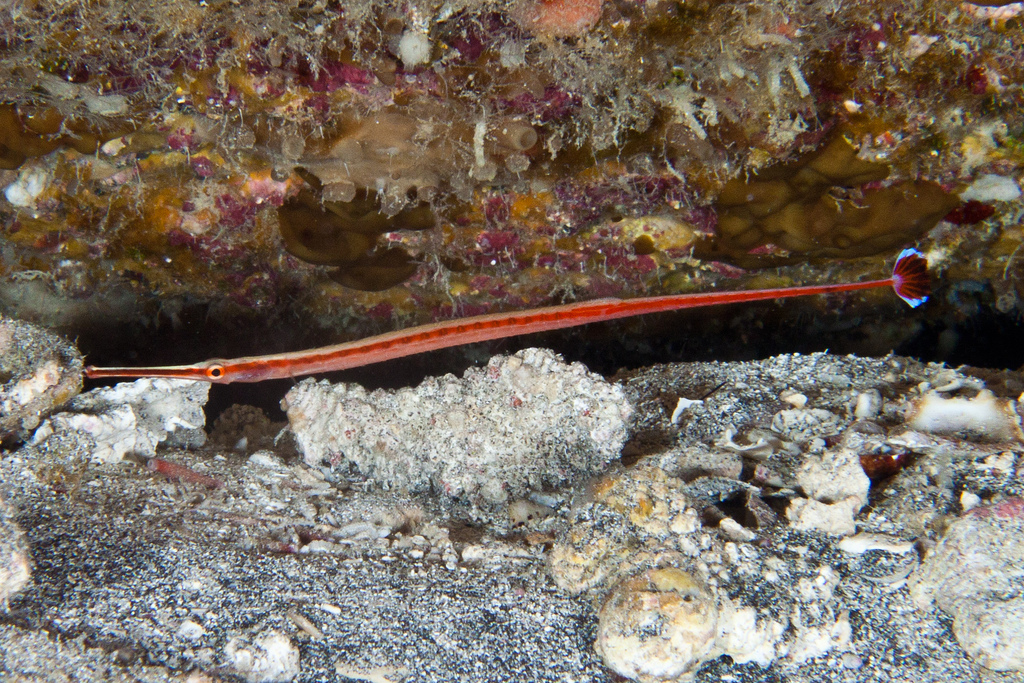 Real Monstrosities: Pipefish