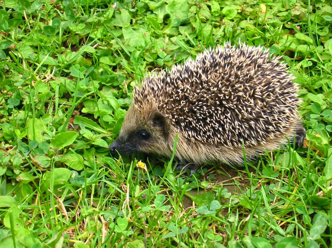 Le Hérisson Callacois: Le hérisson et L'Actualité : Les urnes ont parlé