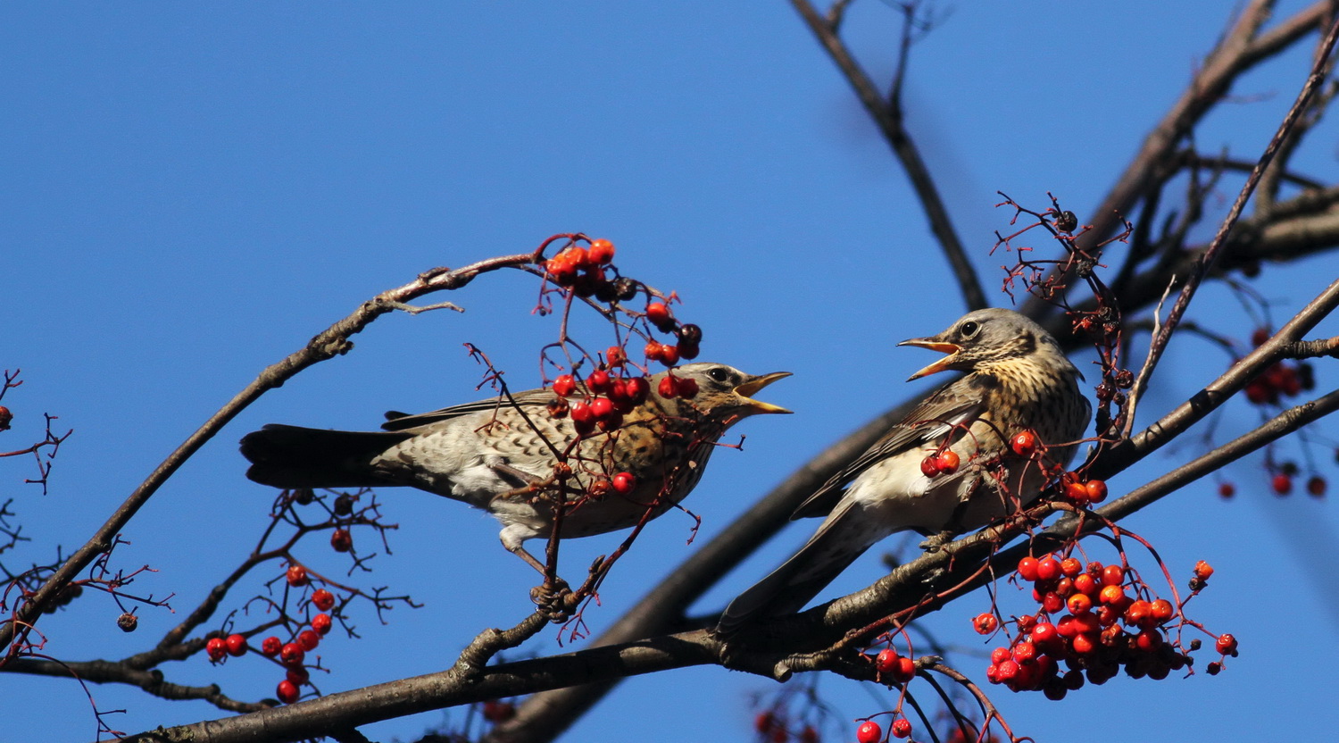 Kilometer G 0945: DROZDY SLOVENSKA