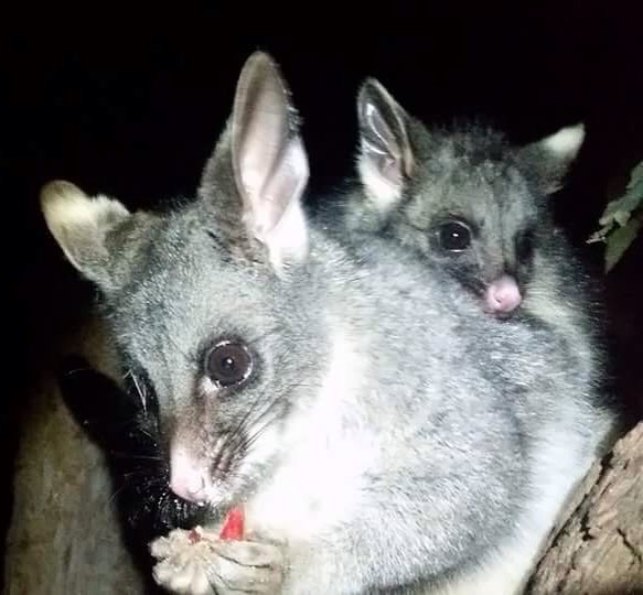Possum Valley Animal Sanctuary Inc.: A Busy Start to Spring at PVAS