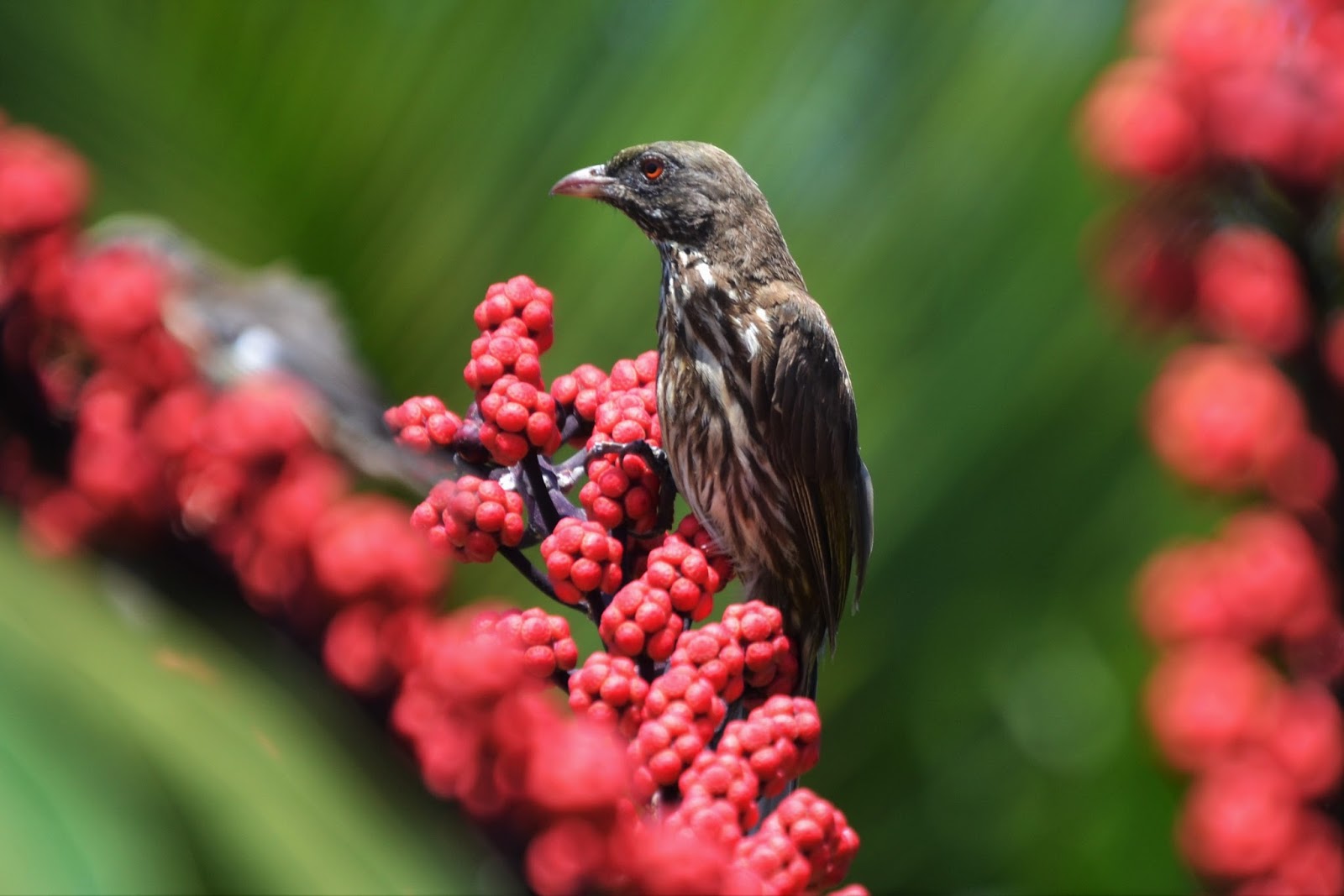 Cigua Palmera. - Fauna Dominicana