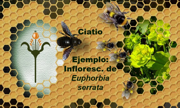 Guía del Plantabosques: INFLORESCENCIAS