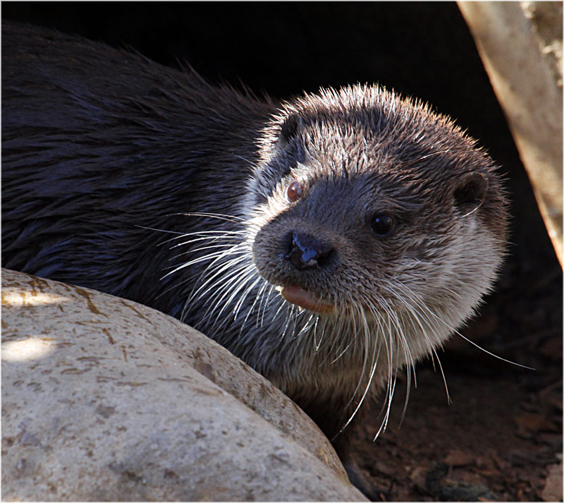 Foto-Natura-Huesca: NUTRIA EUROPEA lutra lutra Linnaeus, 1758 llúdria ...