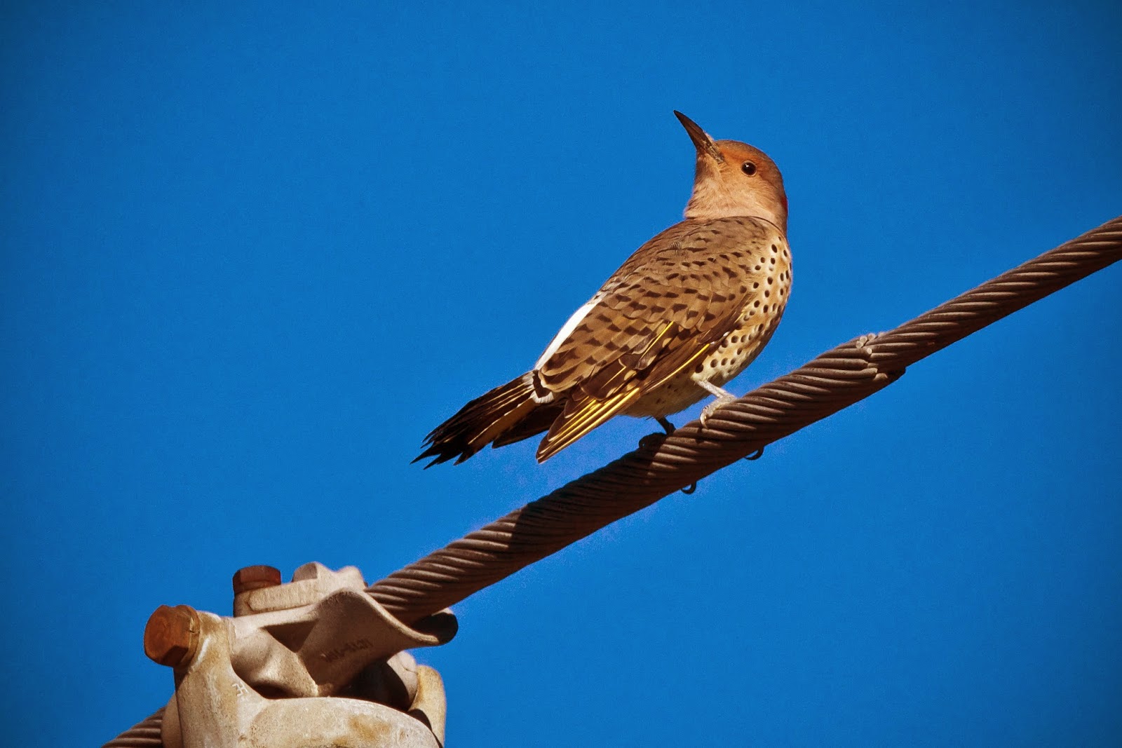 Feather Tailed Stories: Northern Flicker, Havenwoods State Forest