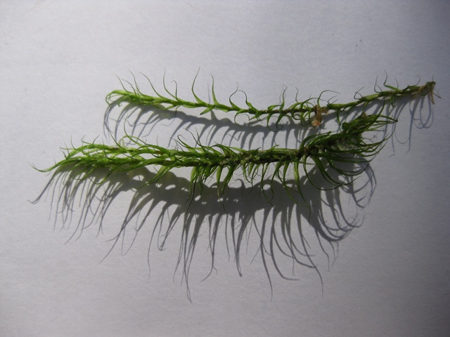 Kasvit Kuhasalo1: Kynsisammal