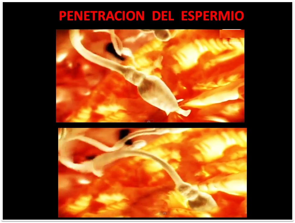 MANUAL DE REPRODUCCION BOVINA: FECUNDACION