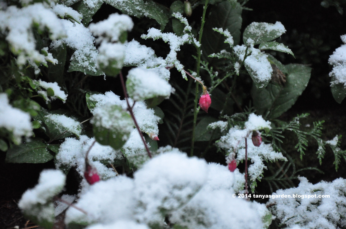 MySecretGarden: First Snow in My Garden, Zone 8a