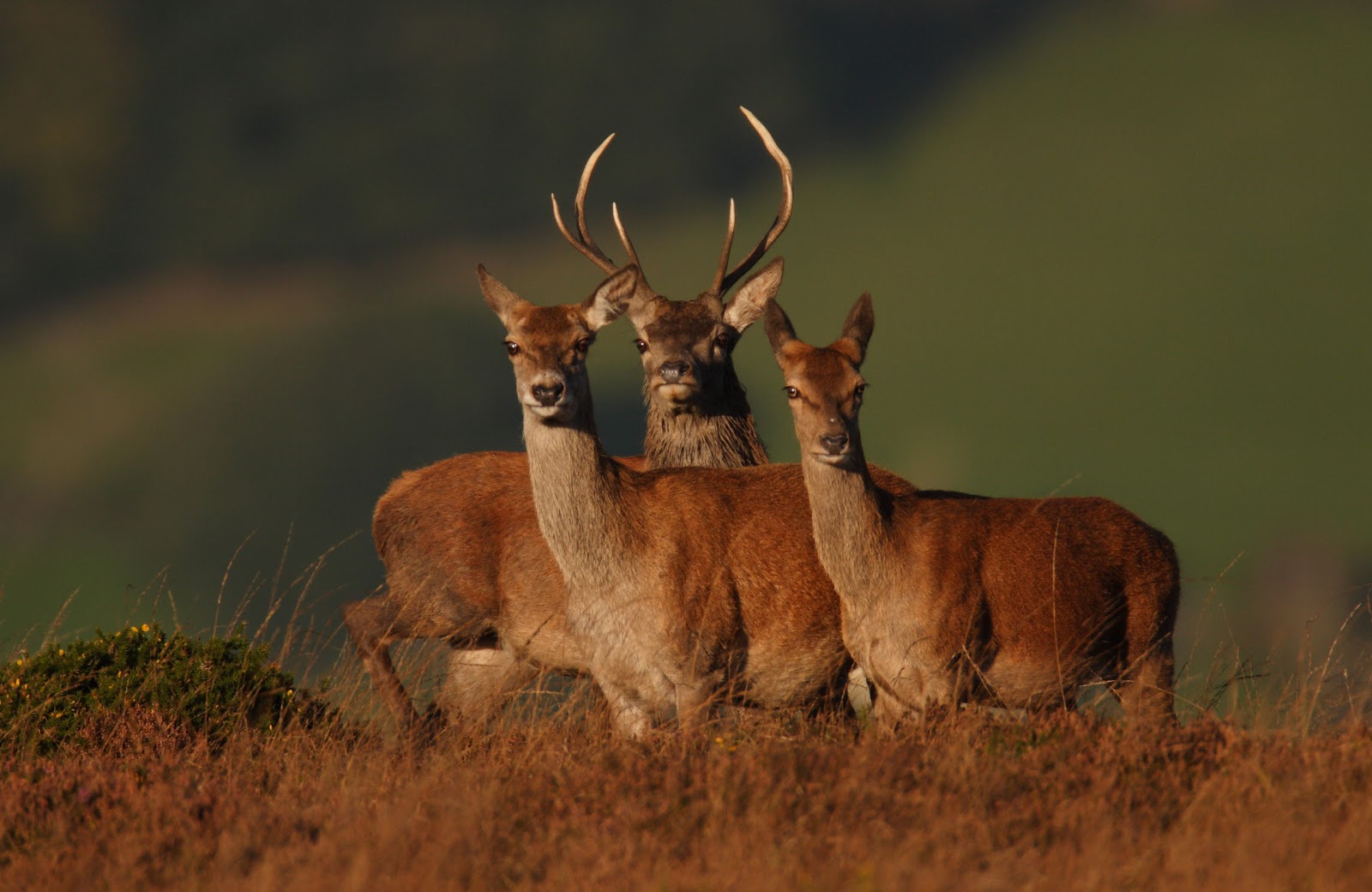 Wildlife in Cornwall: Red Deer Stag's Exmoor (Cervus elaphus )