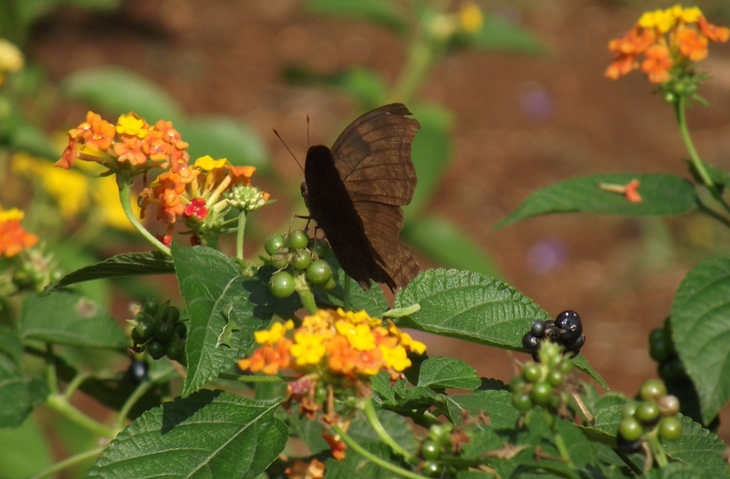 Wonderful World of Birds: Pune Butterfly Garden