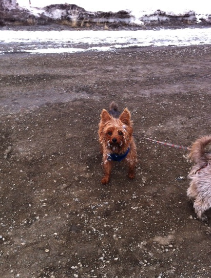 Random Musings of a Denver Dog