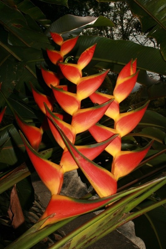 El gato azul: Las plantas del orden Zingiberales