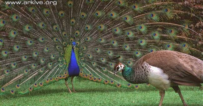 Tierra de pavos, francolines, faisanes y perdices: Pavo real común ...