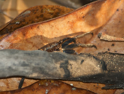A Wandering Naturalist