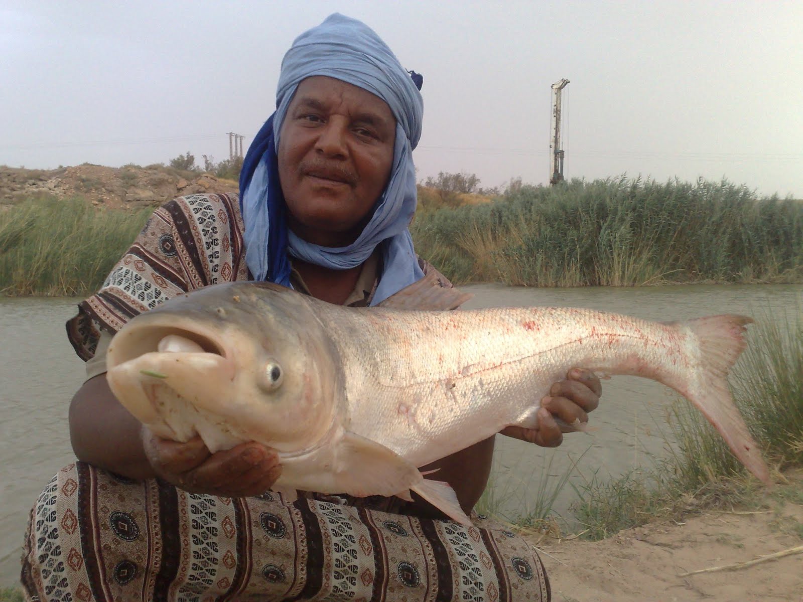 POISSONS DES EAUX DOUCES ET SAUMÂTRES EN ALGERIE