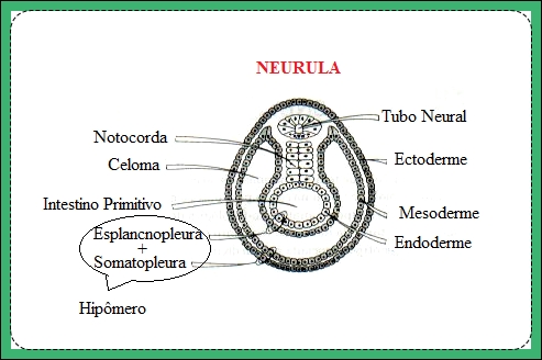 Genes em Demes - Banco de Questões de Biologia: FACID