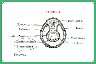 Genes em Demes - Banco de Questões de Biologia: FACID