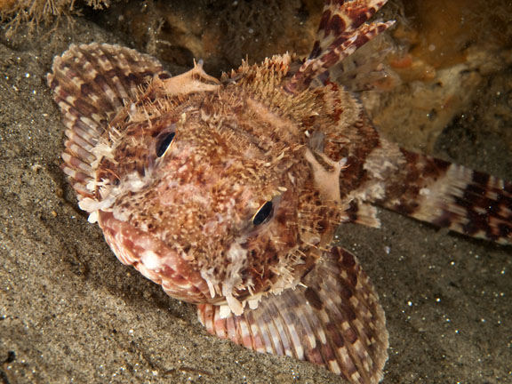 Info animales: PECES DE ROCA Y OTROS