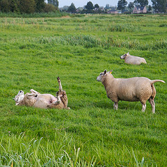 A Word Fitly Spoken: The Shepherd's Definition of "Cast"