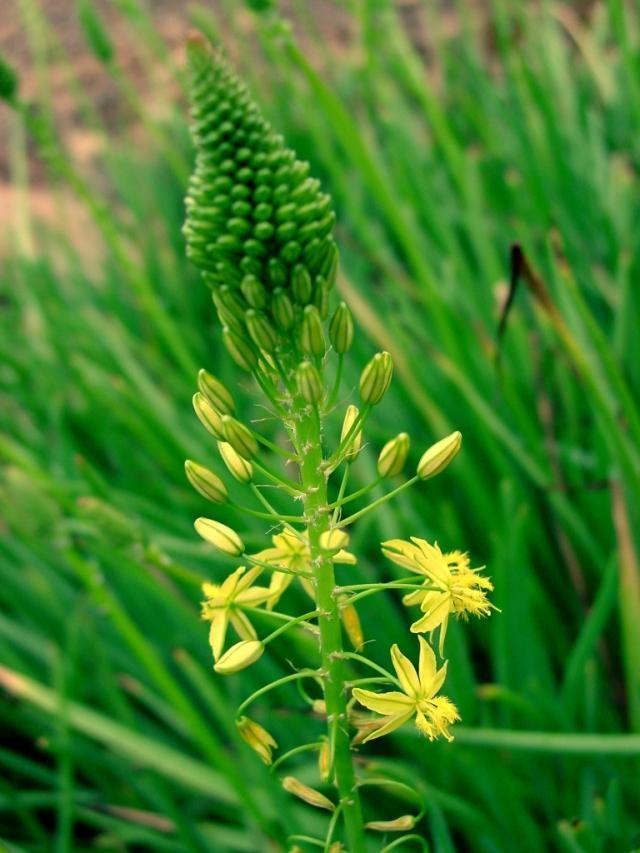 Fabulous Farm Living: Healing Bulbinella