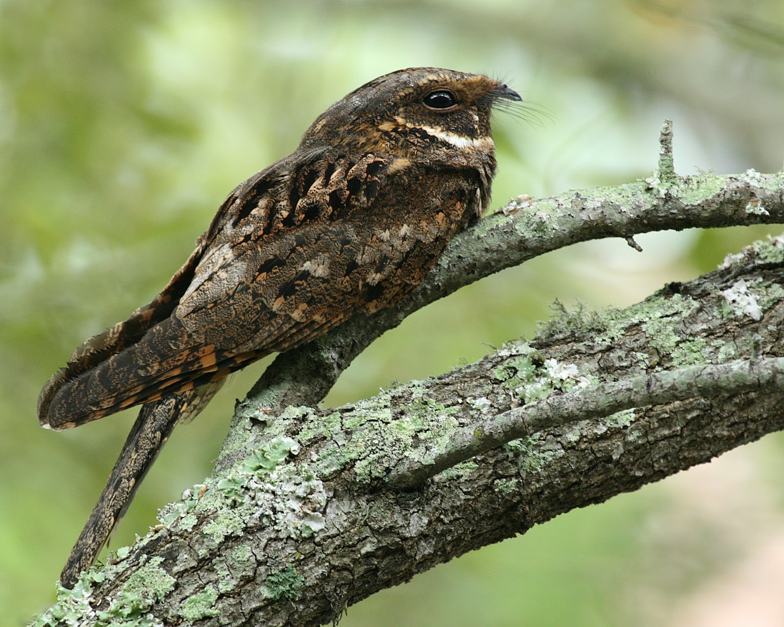 Yes. My name is m a r n a: Whippoorwill