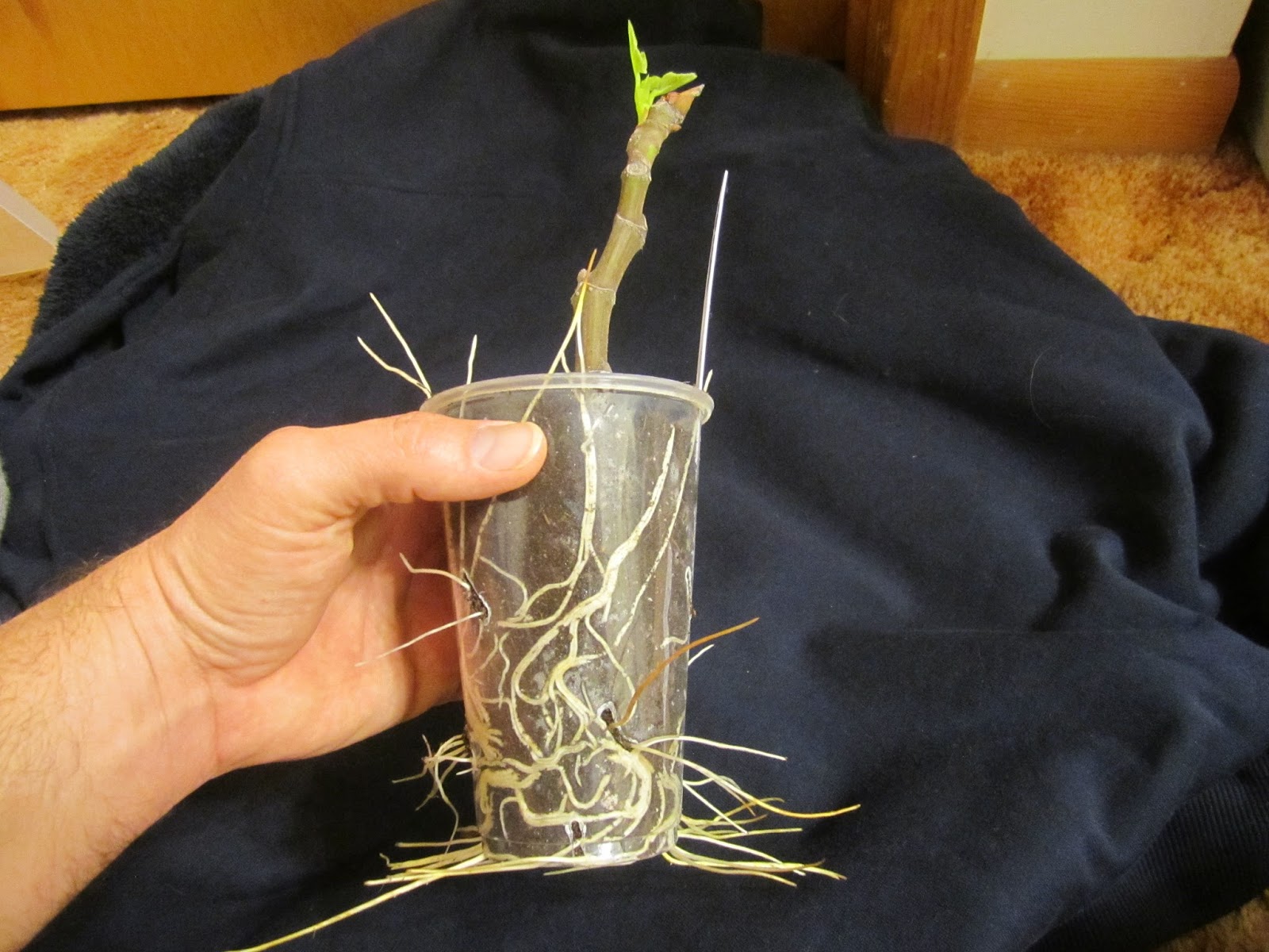 FigCuttings.com: Clear Rooting Cups